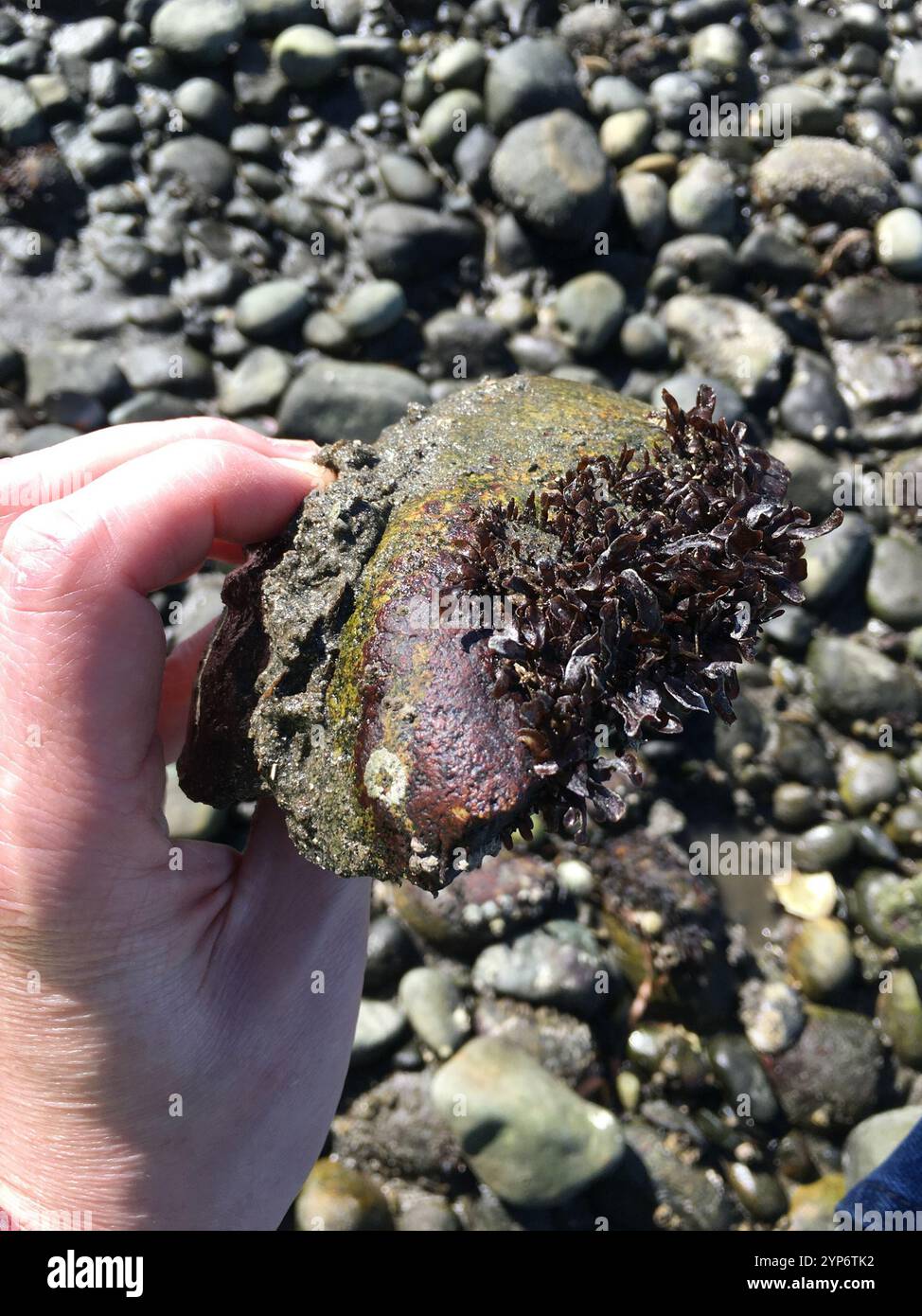 encrusting red algae (Mastocarpus Stock Photo - Alamy