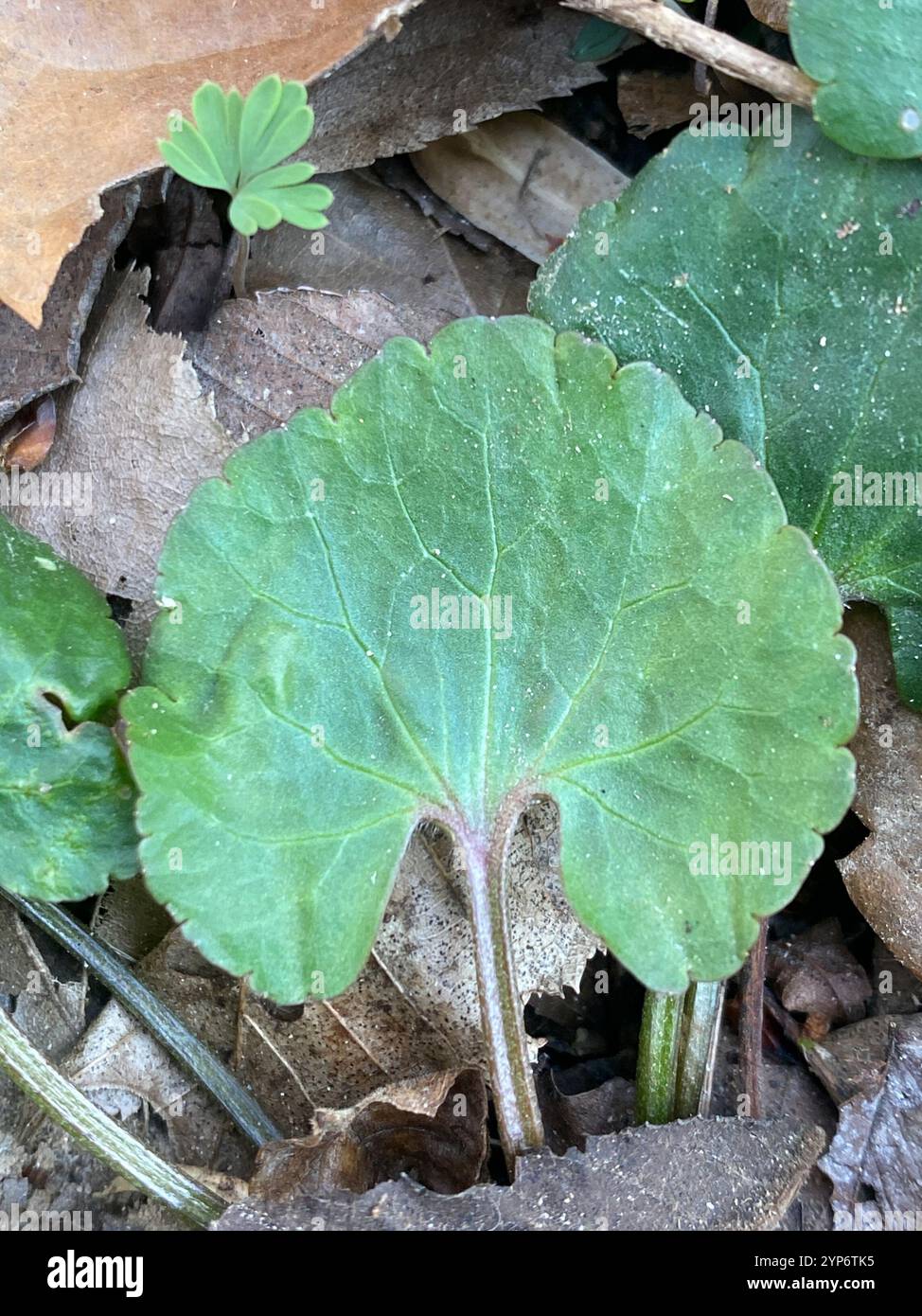 small-flowered buttercup (Ranunculus abortivus Stock Photo - Alamy
