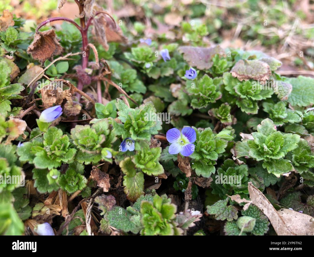 bird's-eye speedwell (Veronica persica Stock Photo - Alamy