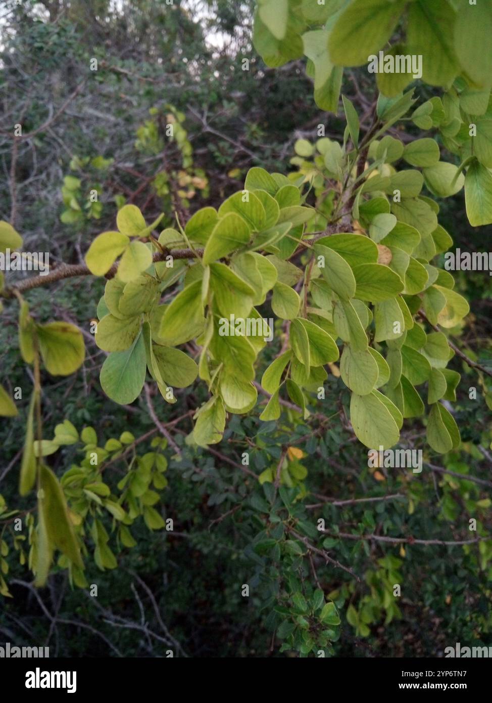 Haematoxylum campechianum hi-res stock photography and images - Alamy