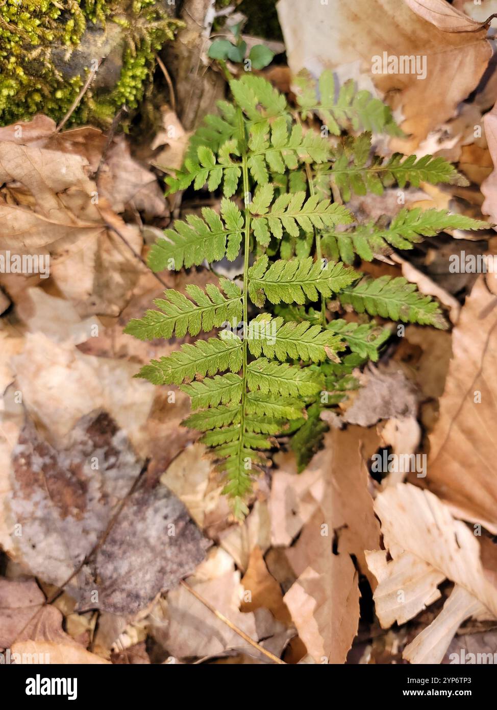 wood ferns (Dryopteris Stock Photo - Alamy