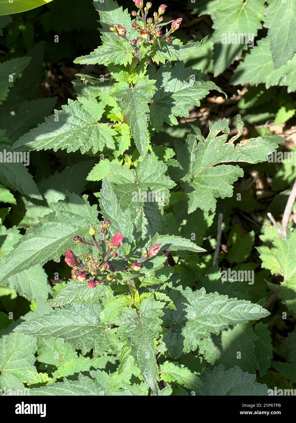 California beeplant (Scrophularia californica Stock Photo - Alamy