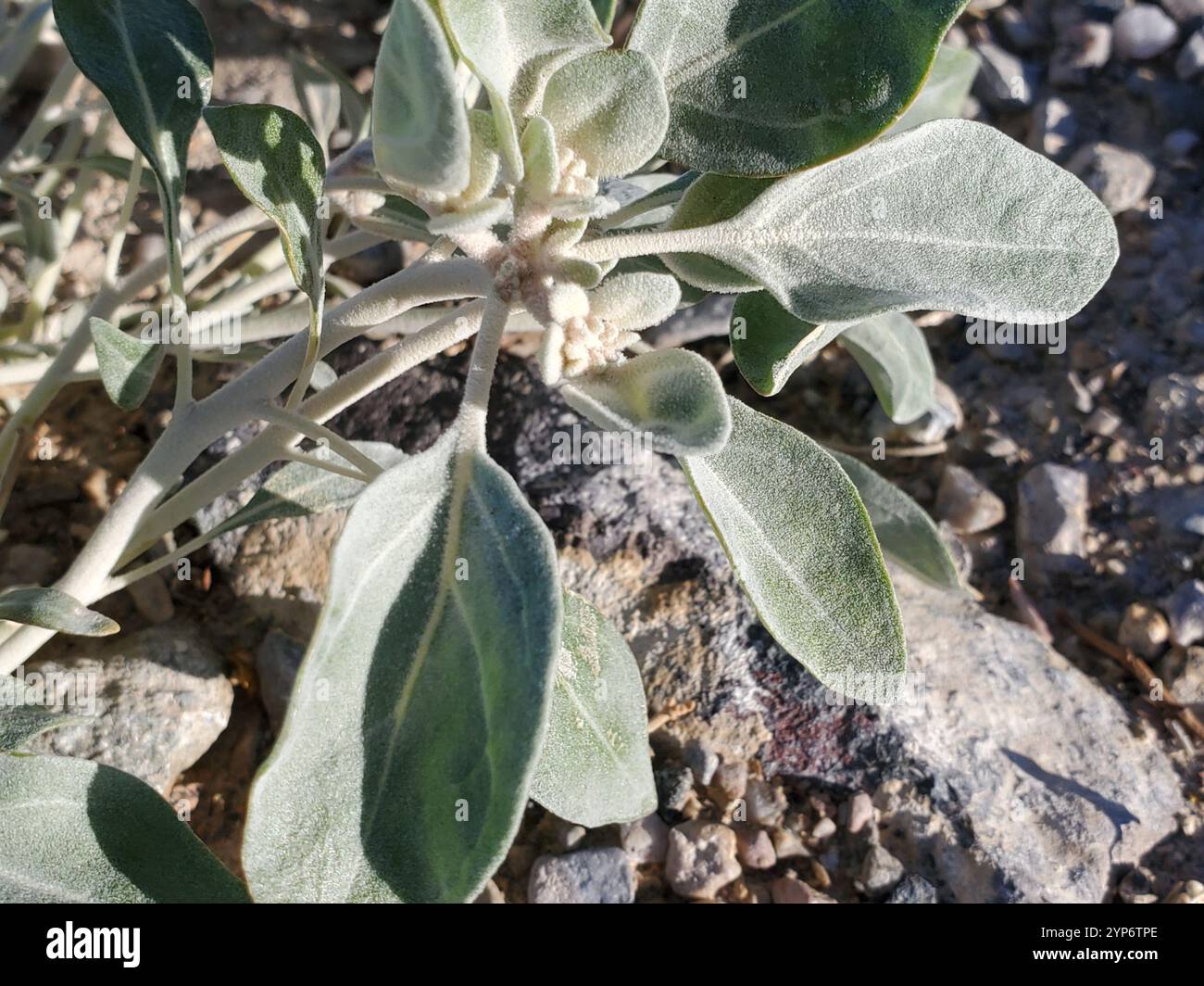 California croton (Croton californicus Stock Photo - Alamy