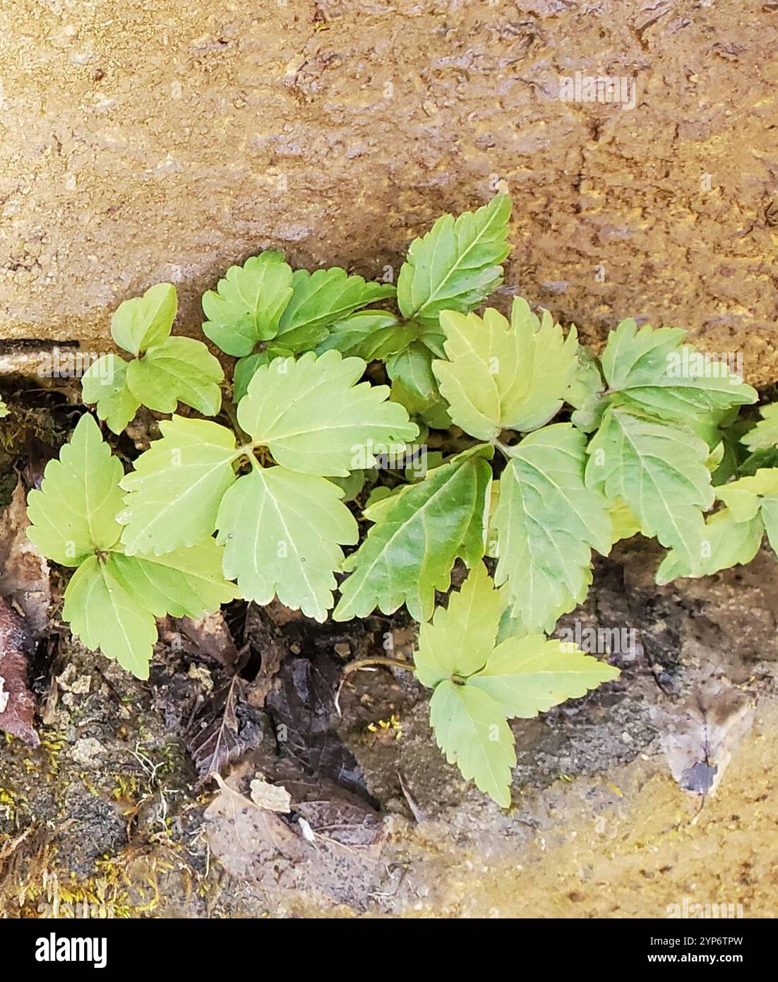 Two-leaved Toothwort (Cardamine diphylla Stock Photo - Alamy