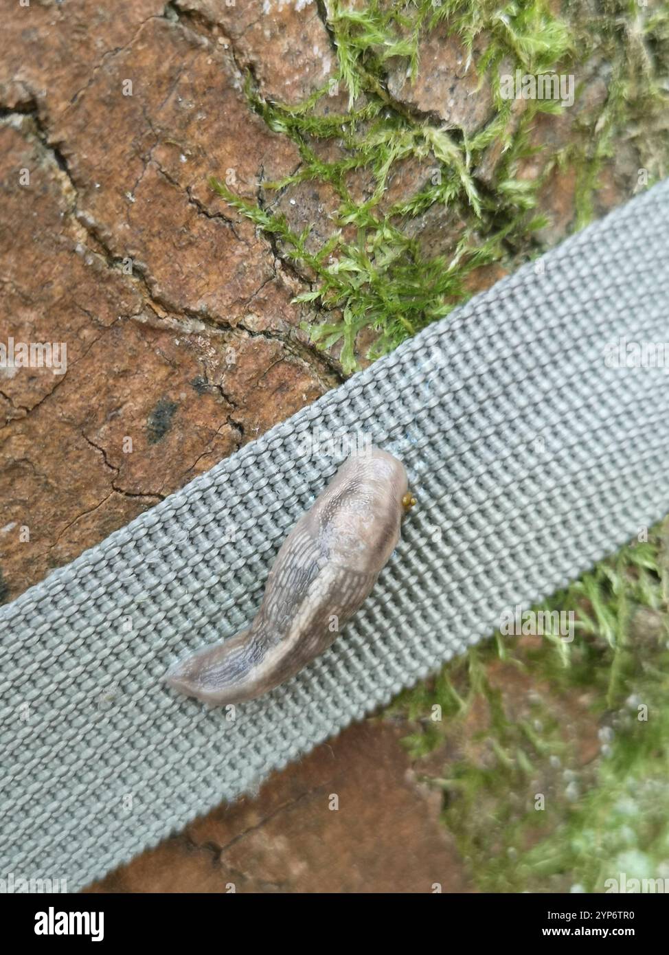 Tree slug (Lehmannia marginata Stock Photo - Alamy