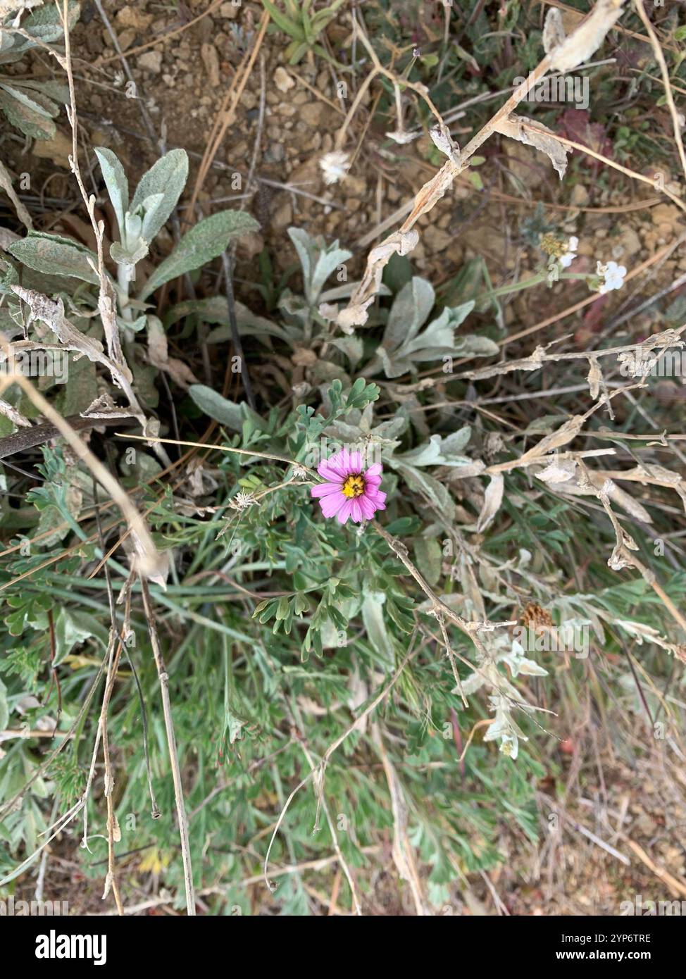California Aster (Corethrogyne filaginifolia Stock Photo - Alamy