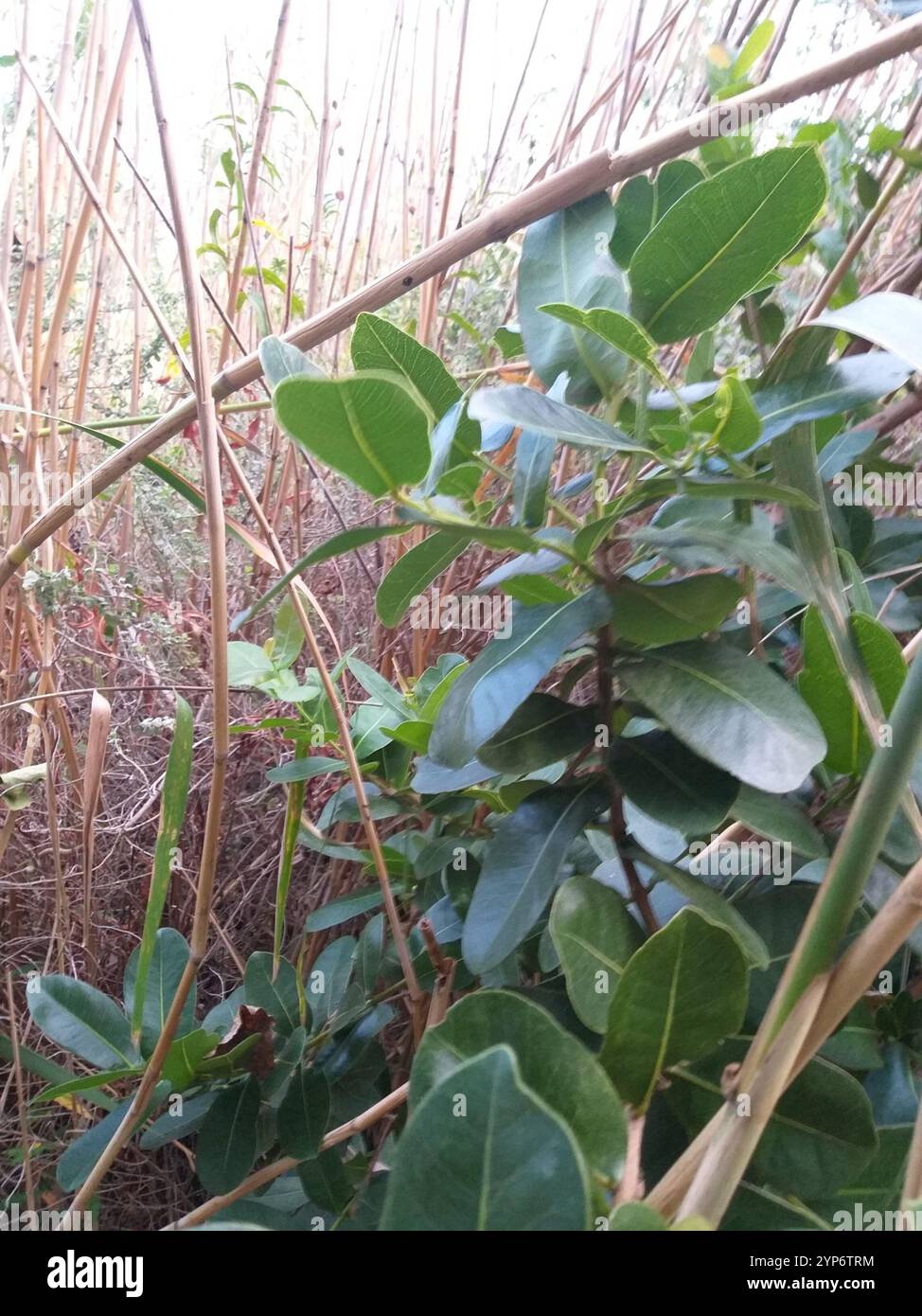 Common Waterberry (Syzygium cordatum cordatum Stock Photo - Alamy