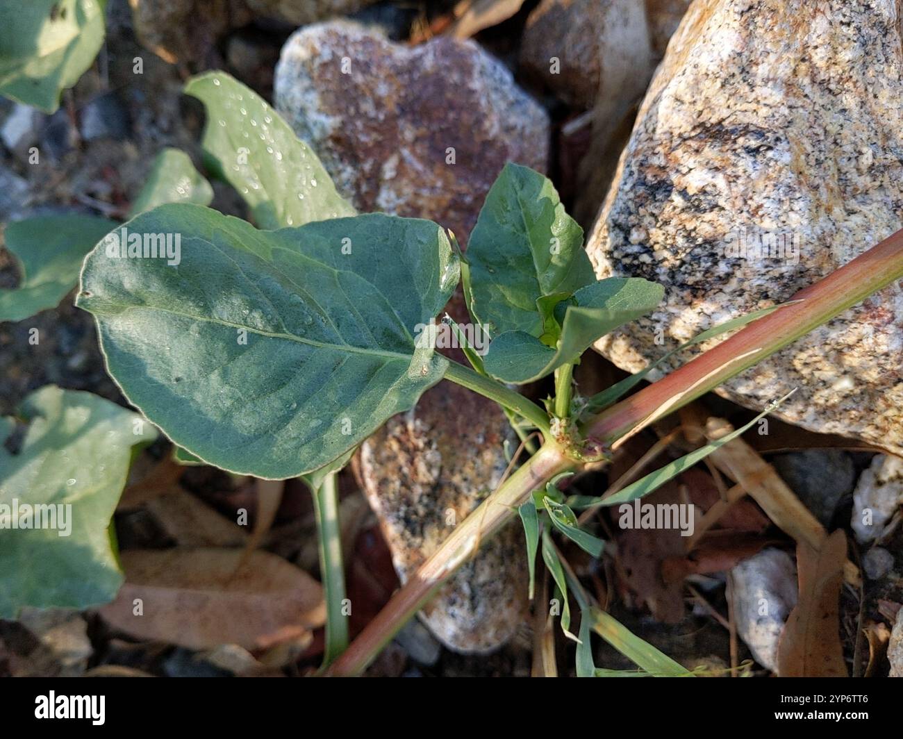 Devils thorn hi-res stock photography and images - Alamy