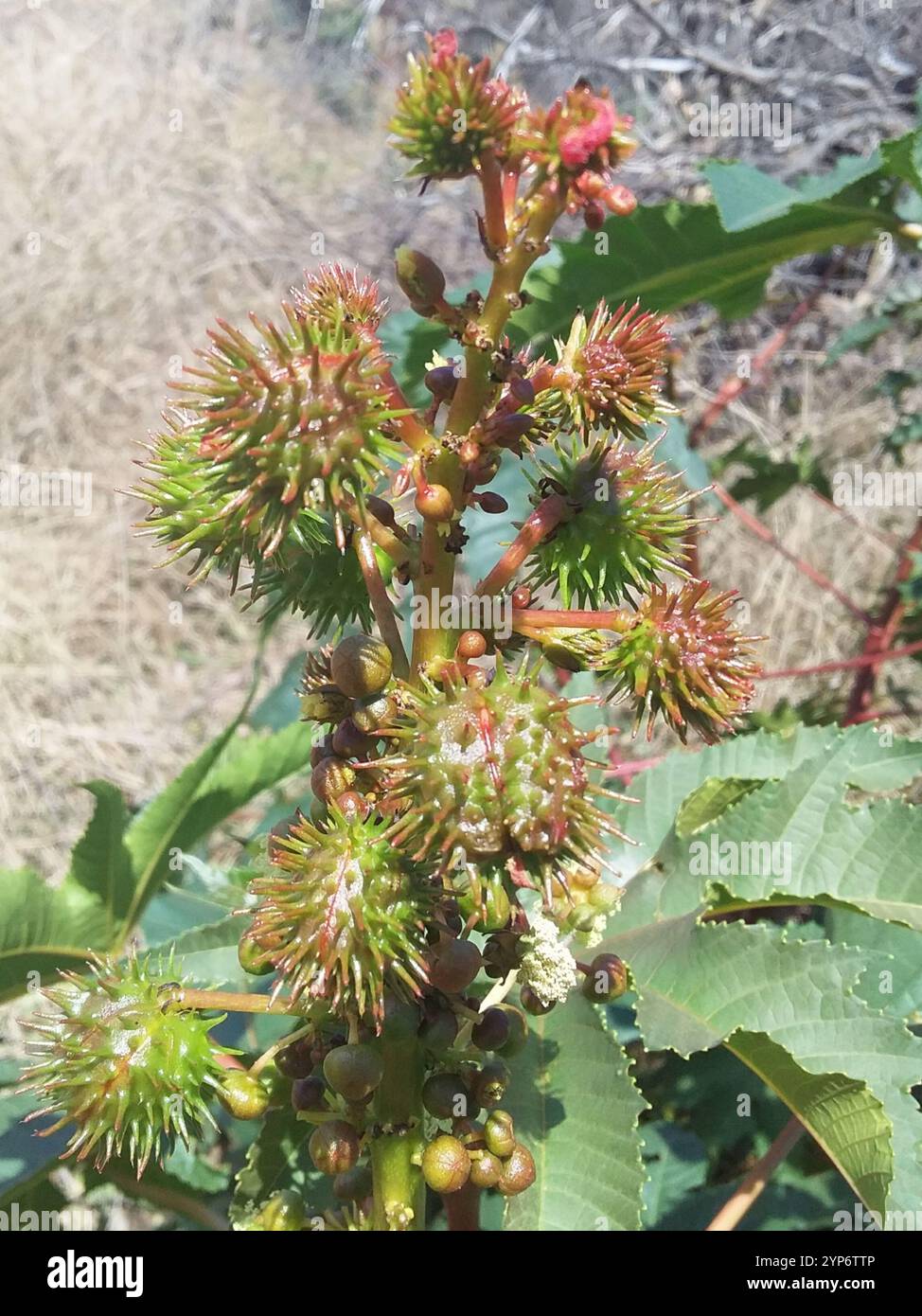 castor bean (Ricinus communis Stock Photo - Alamy