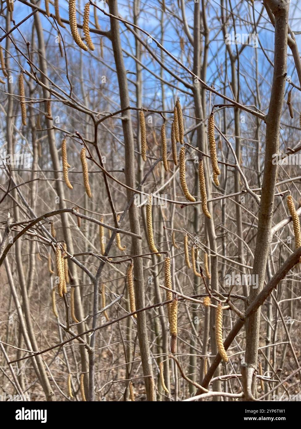 American hazelnut (Corylus americana Stock Photo - Alamy