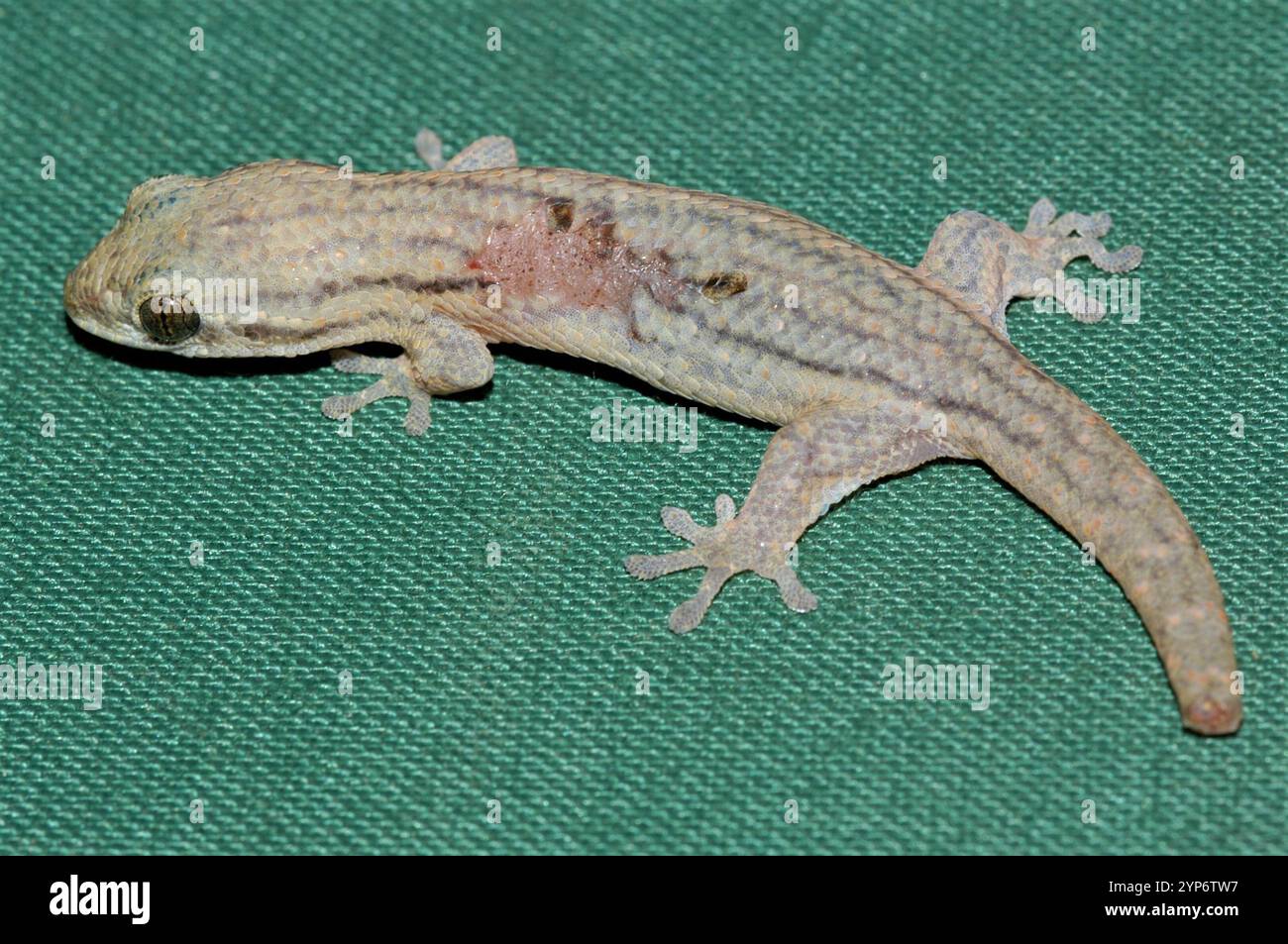 Mojanga Fish-scale Gecko (Geckolepis polylepis Stock Photo - Alamy