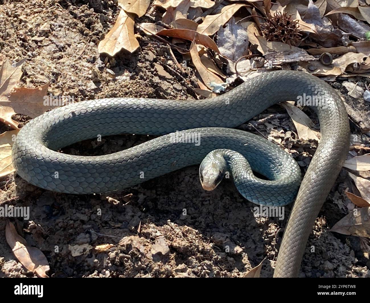 North American Racer (Coluber constrictor Stock Photo - Alamy