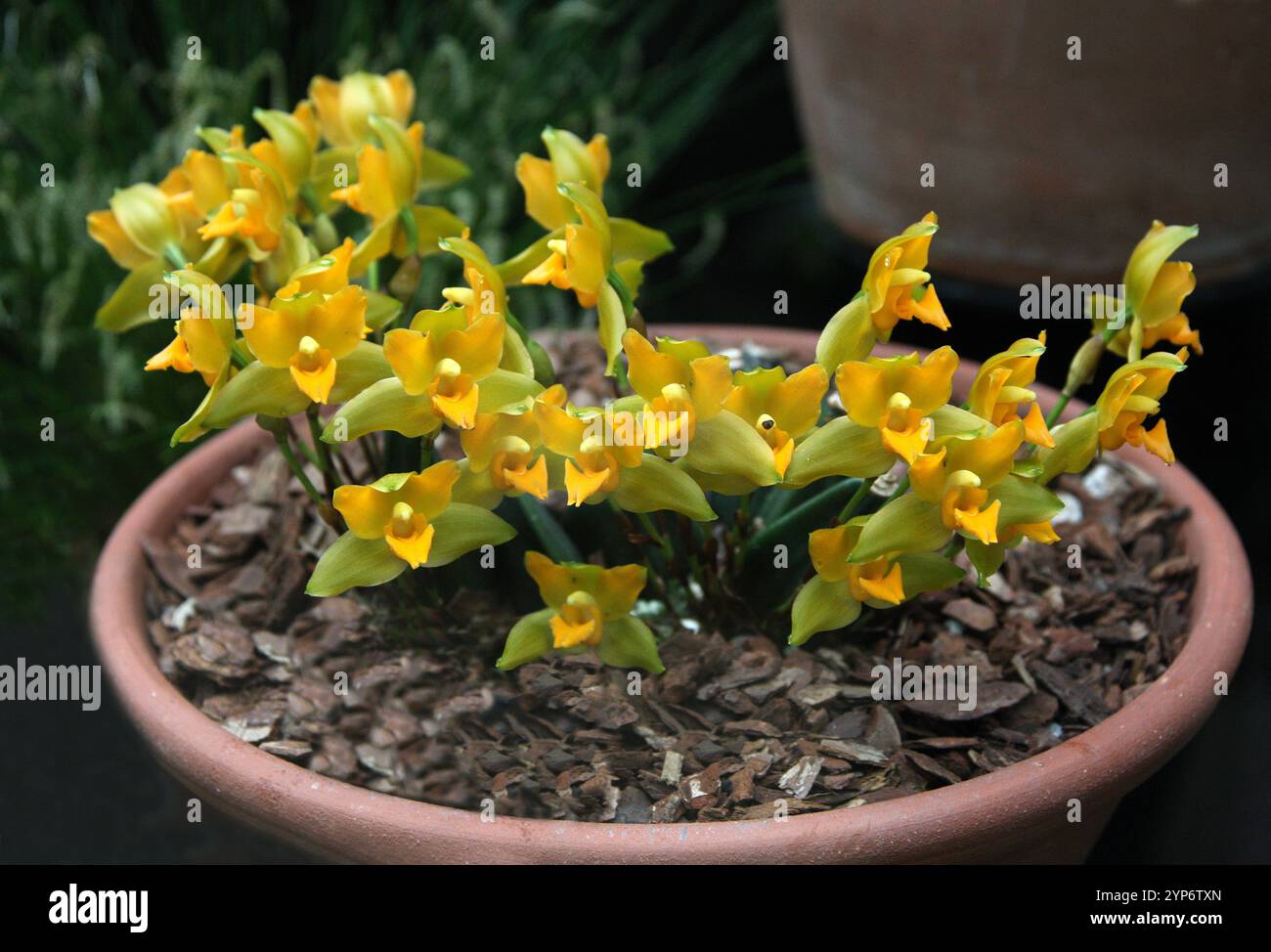 Lycaste hi-res stock photography and images - Alamy