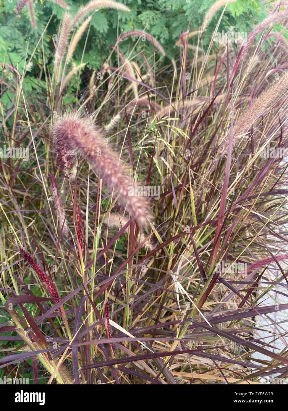 purple fountain grass (Cenchrus × cupreus Stock Photo - Alamy