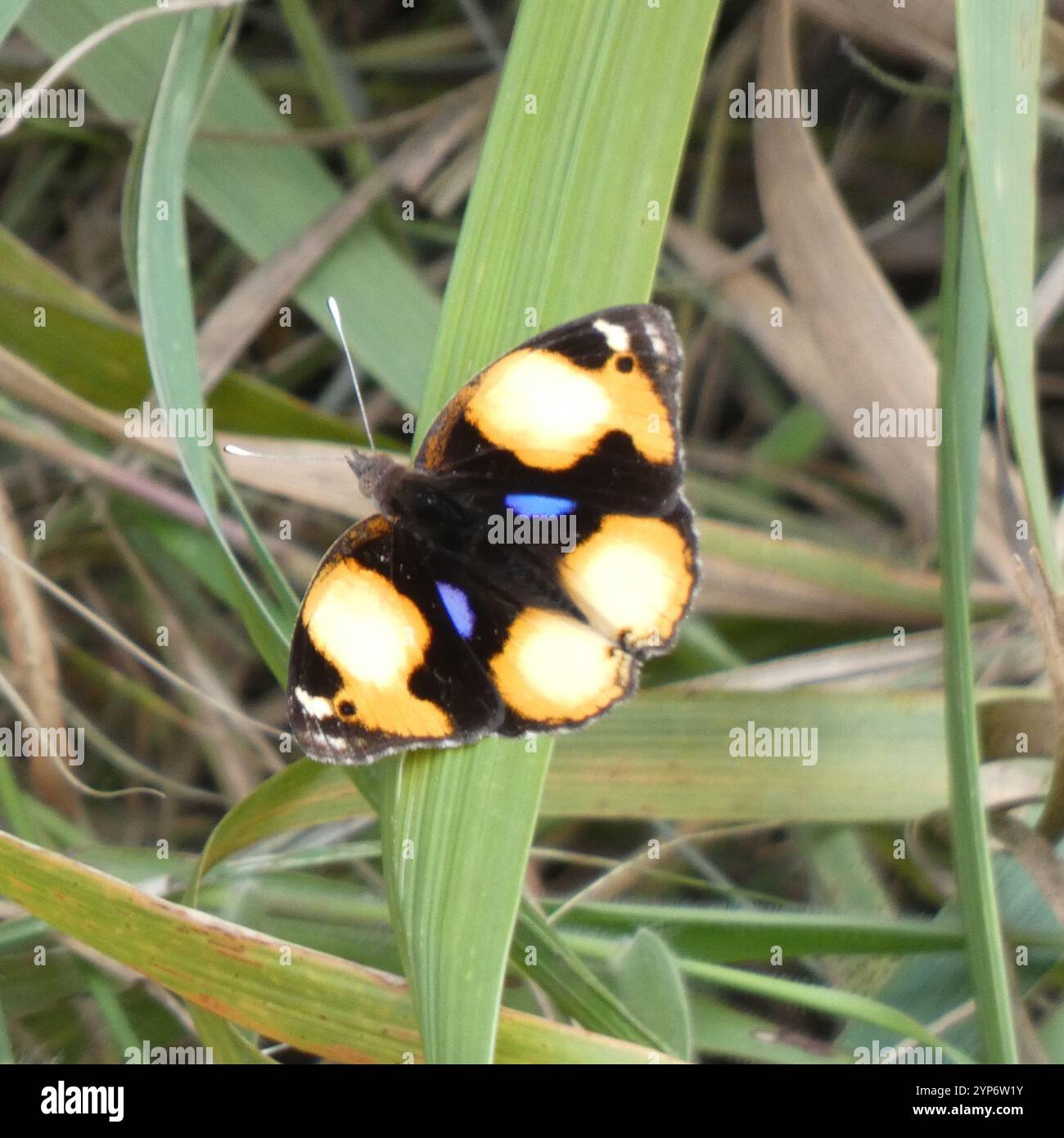 African Yellow Pansy (Junonia hierta cebrene Stock Photo - Alamy