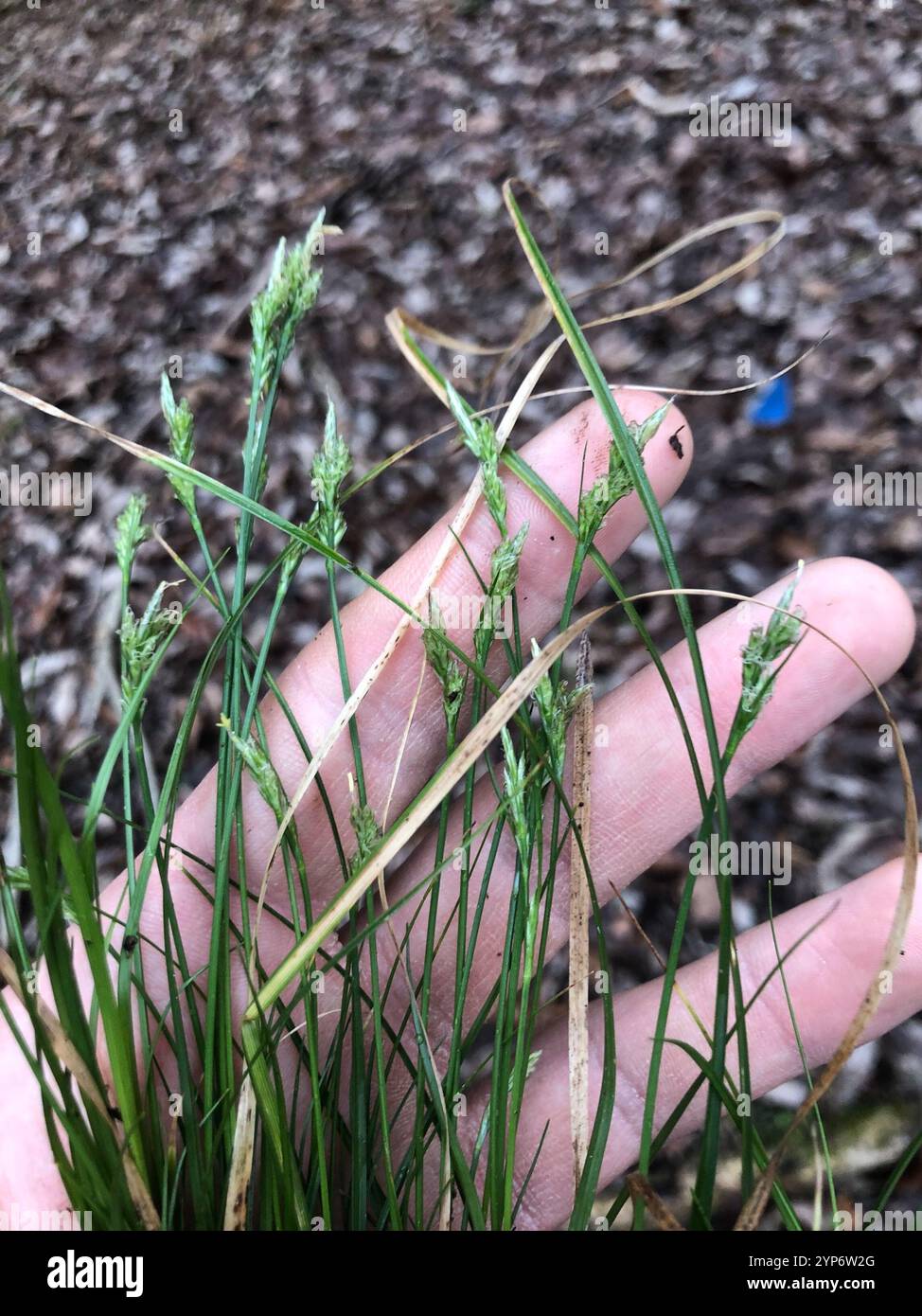 White-tinged Sedge (Carex albicans albicans Stock Photo - Alamy