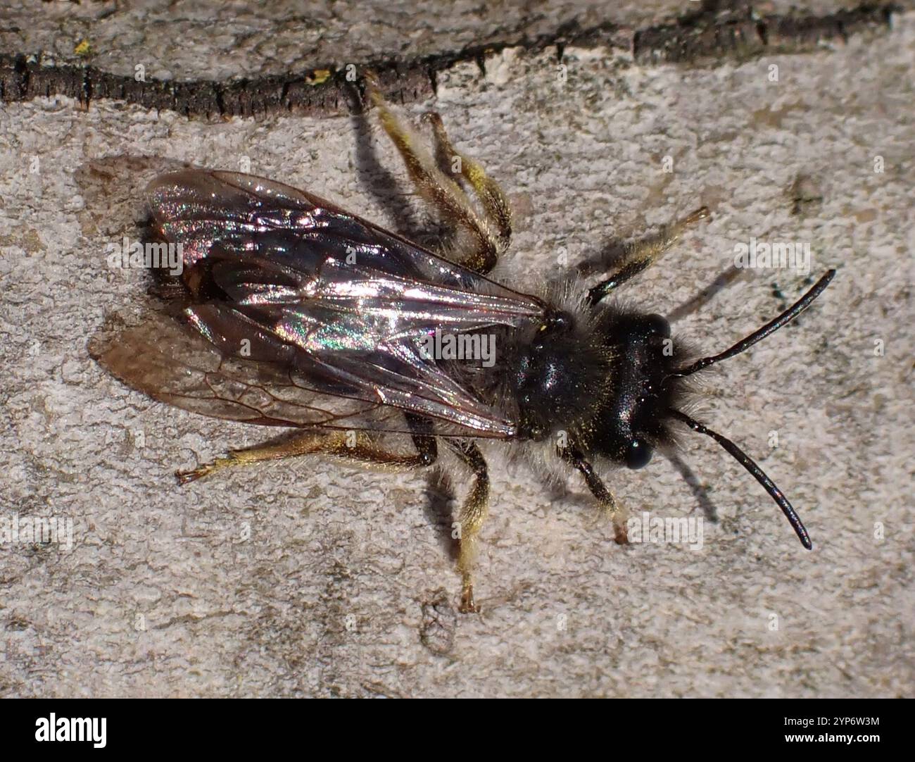 Mining Bees (Andrena Stock Photo - Alamy