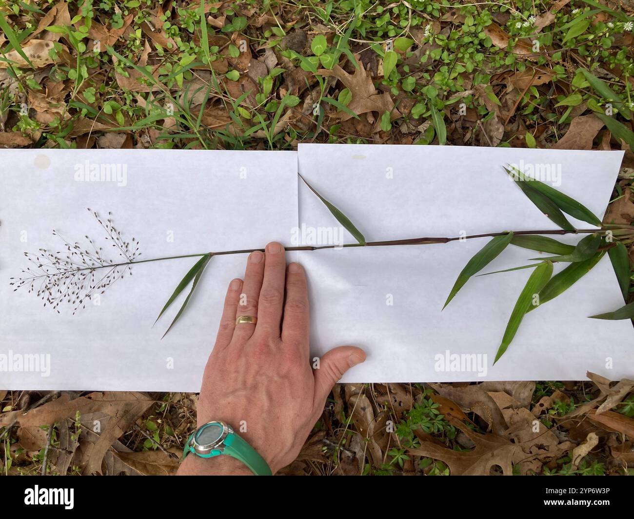 variable witchgrass (Dichanthelium commutatum Stock Photo - Alamy