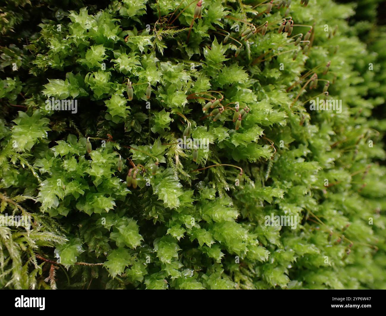 magnificent leafy moss (Plagiomnium venustum Stock Photo - Alamy