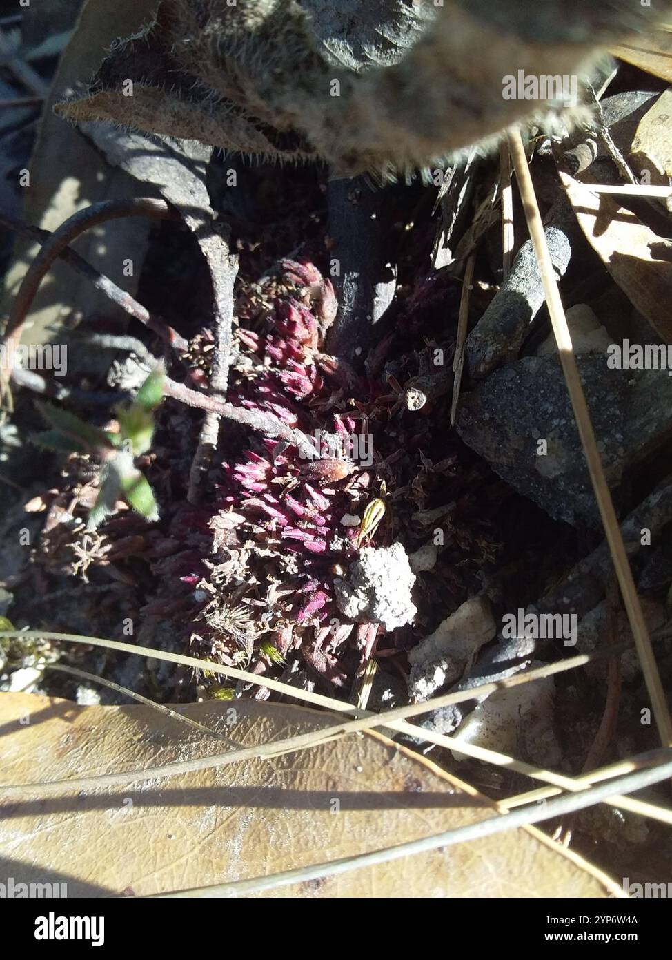 Mount Lofty Ground-berry (Acrotriche fasciculiflora Stock Photo - Alamy