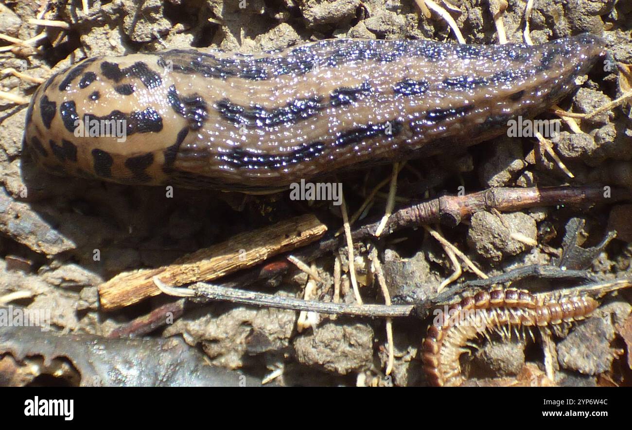 Leopard Slug (Limax maximus Stock Photo - Alamy