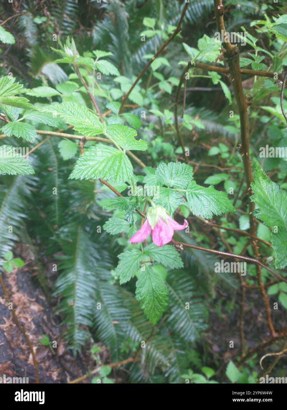 Salmonberry (Rubus spectabilis Stock Photo - Alamy