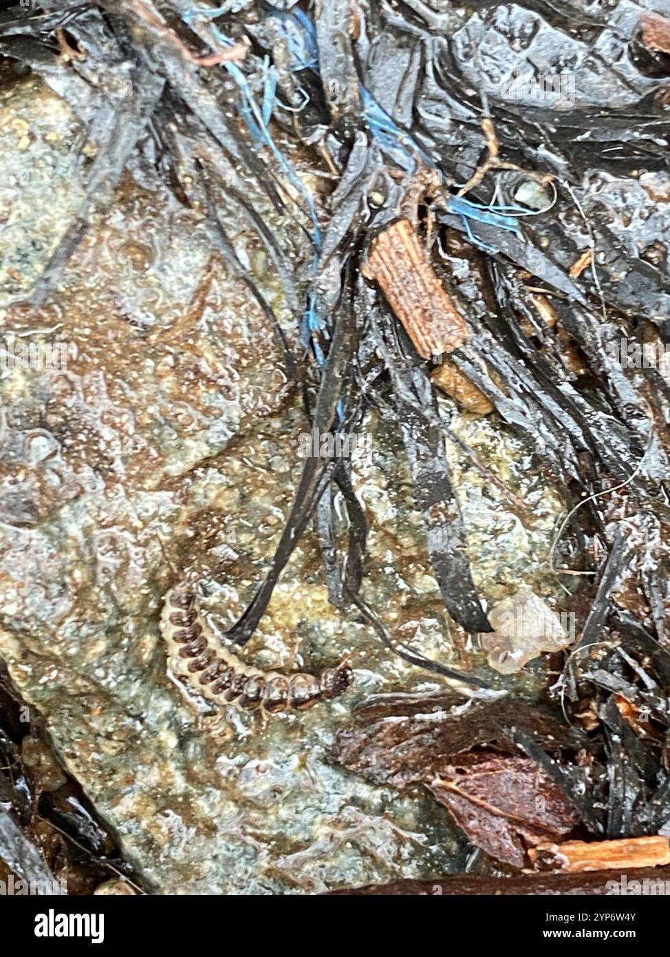 European Gazelle Beetle (Nebria brevicollis Stock Photo - Alamy