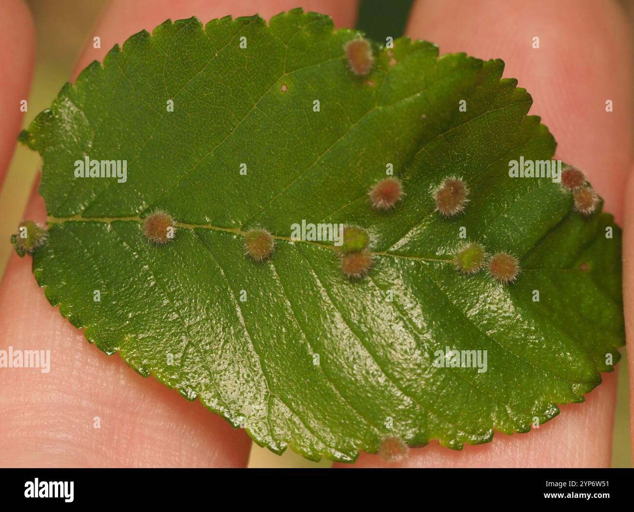 Gall and Rust Mites (Eriophyidae Stock Photo - Alamy