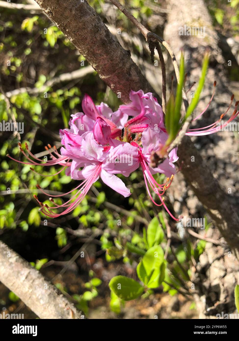 rhododendrons and azaleas (Rhododendron Stock Photo - Alamy