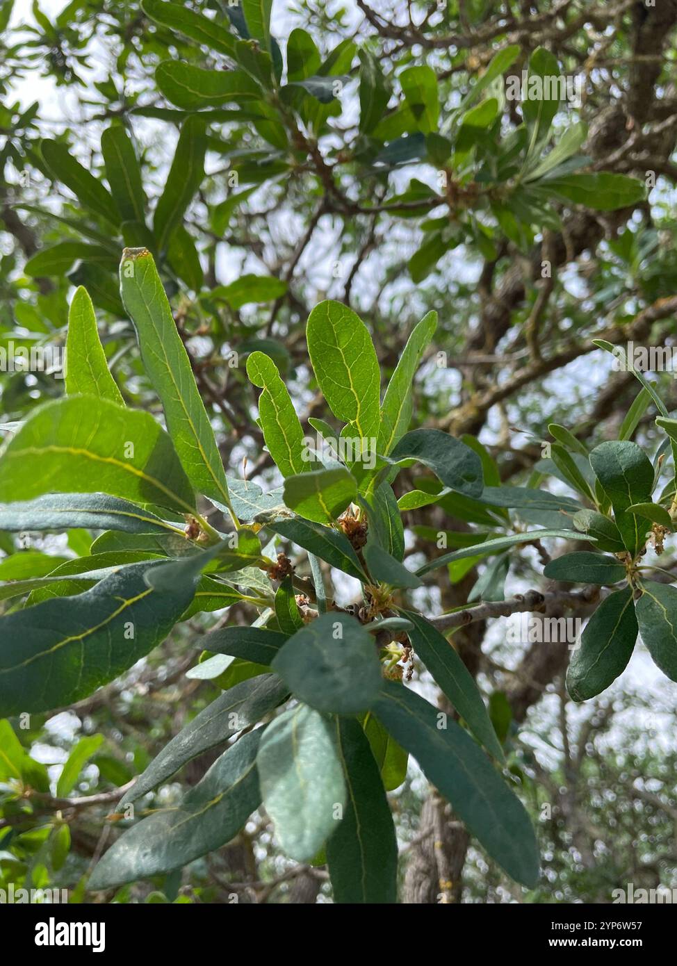 blue oak (Quercus douglasii Stock Photo - Alamy