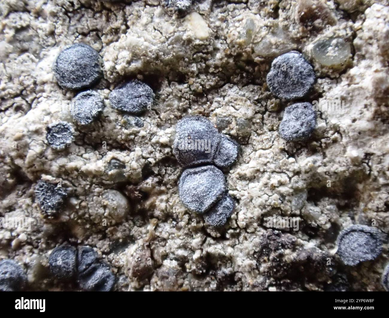 Frosted Grain-spored Lichen (Sarcogyne regularis Stock Photo - Alamy