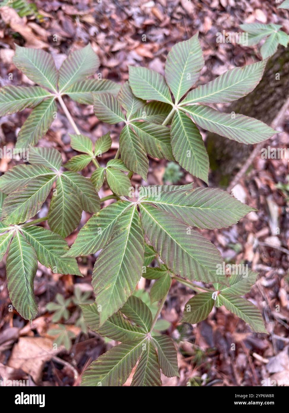 painted buckeye (Aesculus sylvatica Stock Photo - Alamy