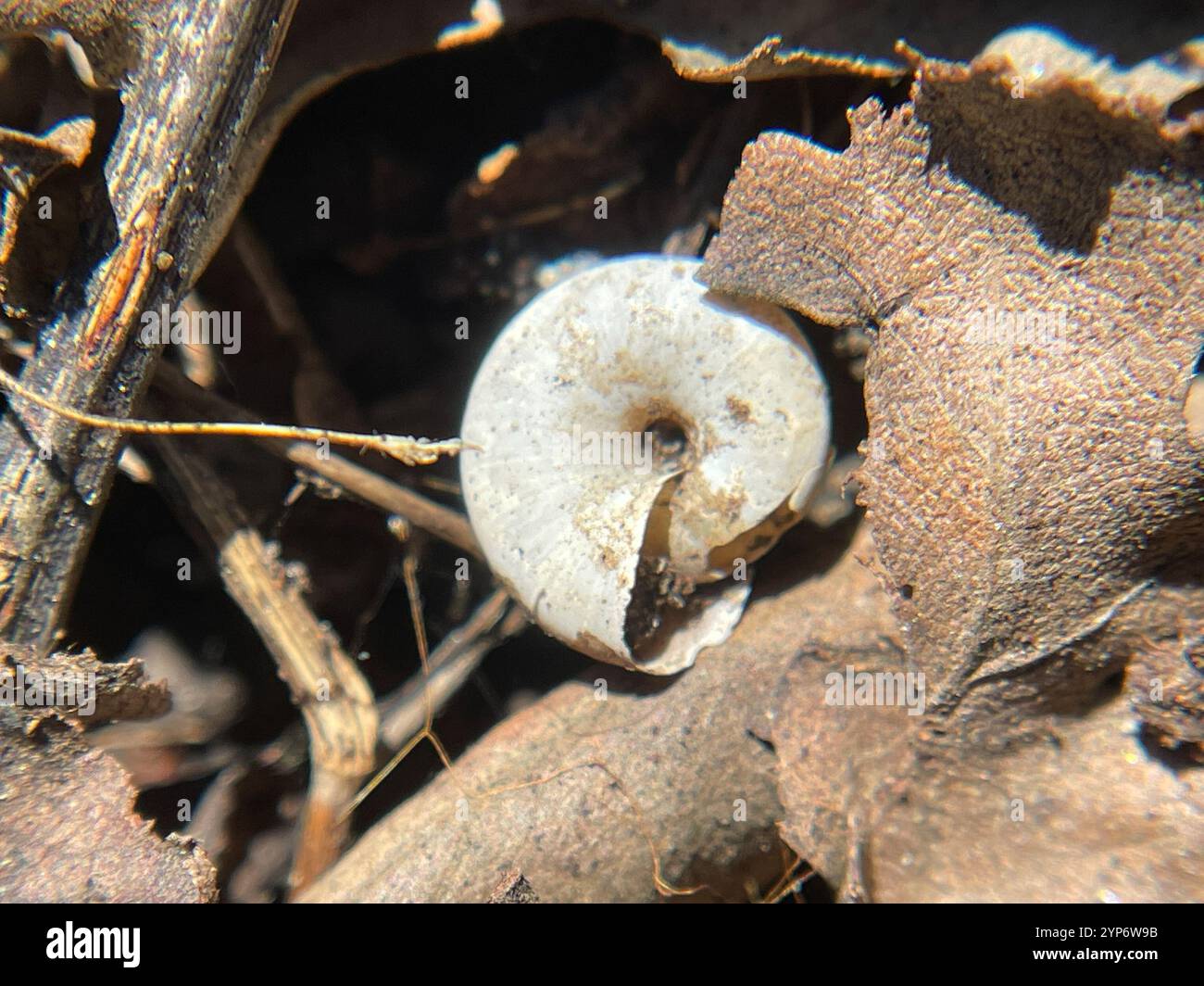 Common Land Snails and Slugs (Stylommatophora Stock Photo - Alamy