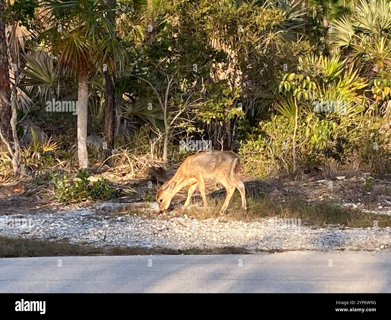 Key Deer (Odocoileus virginianus clavium Stock Photo - Alamy
