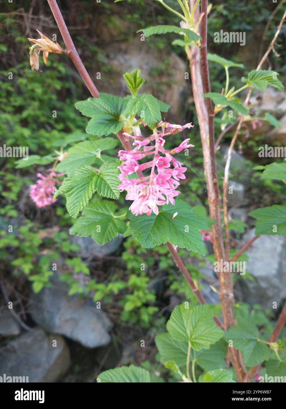 Red-flowering Currant (Ribes sanguineum Stock Photo - Alamy