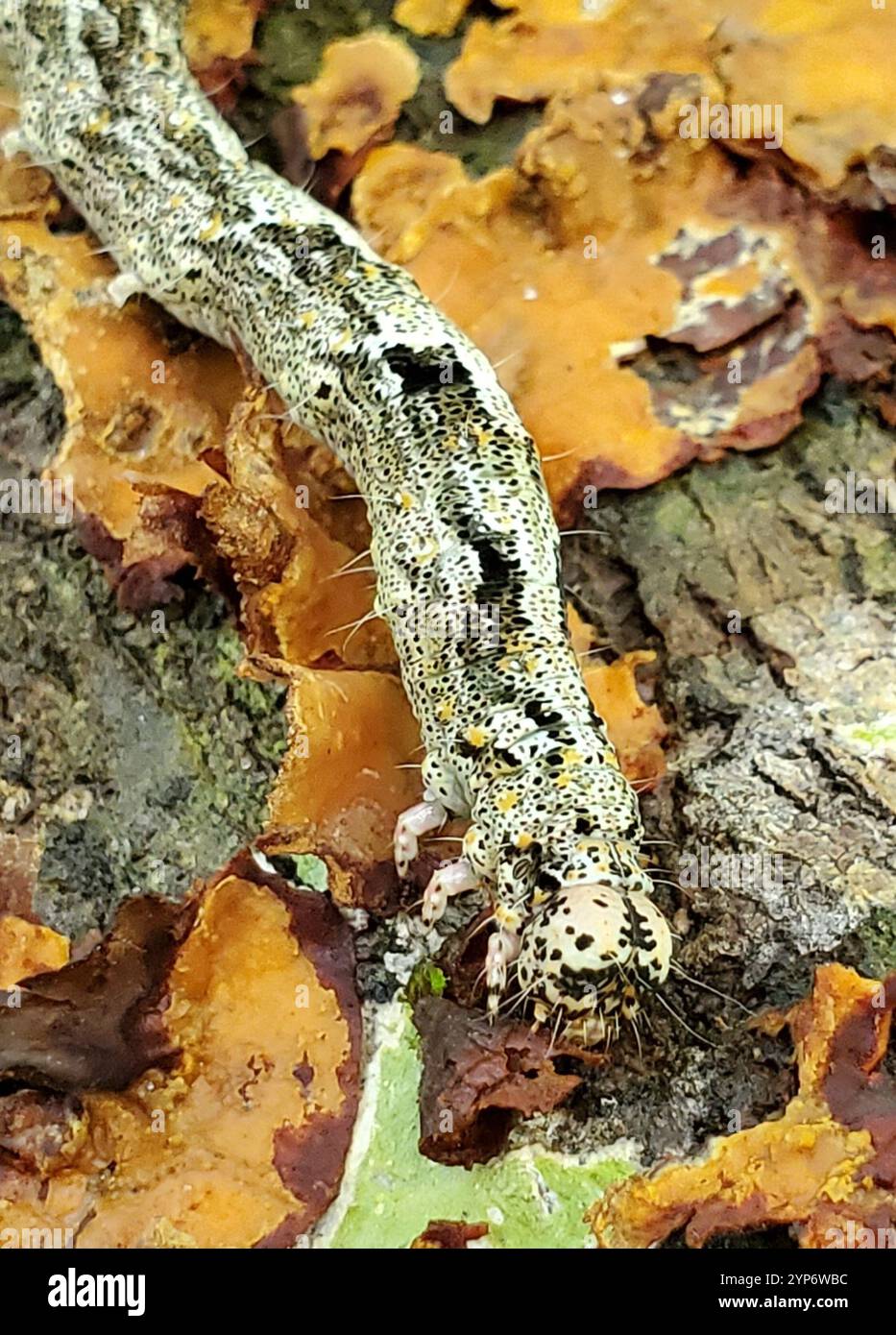 Live Oak Metria Moth (Metria amella Stock Photo - Alamy