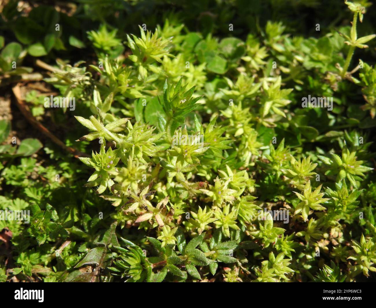 Field madder (Sherardia arvensis Stock Photo - Alamy