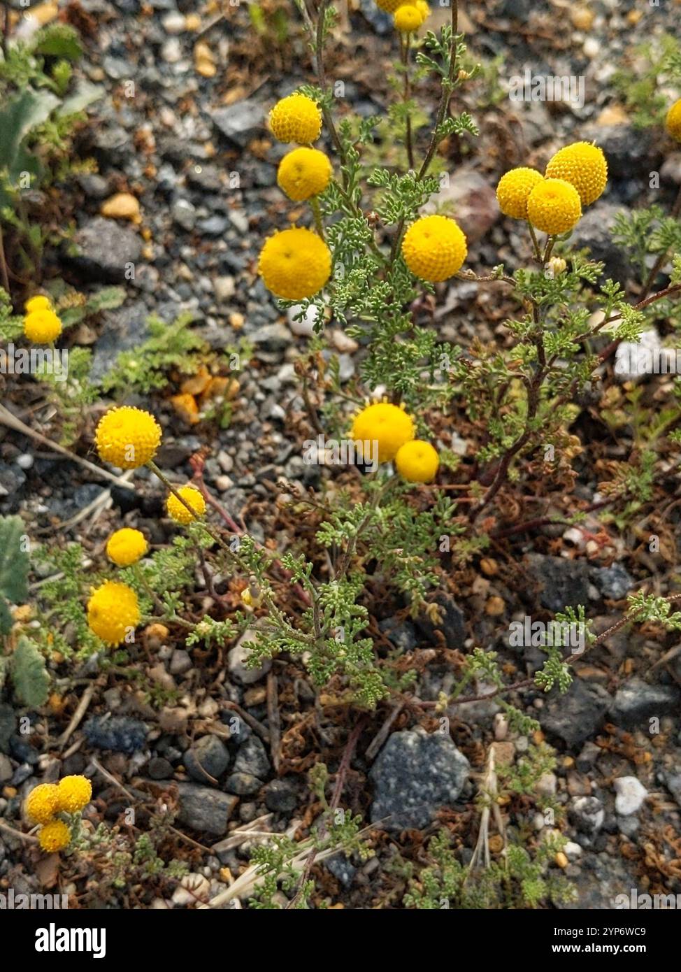 Stinknet hi-res stock photography and images - Alamy