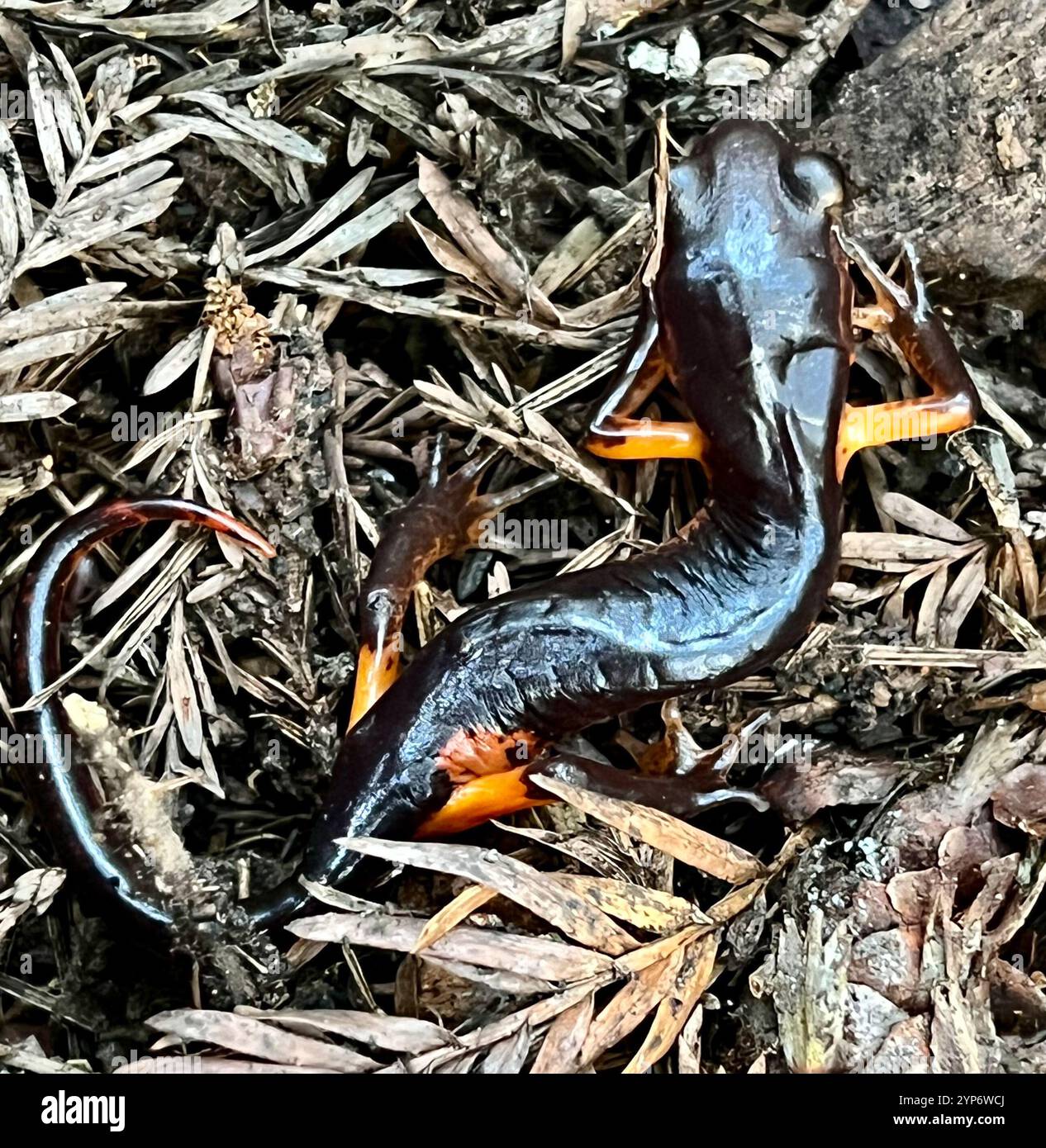 Ensatina (Ensatina eschscholtzii Stock Photo - Alamy