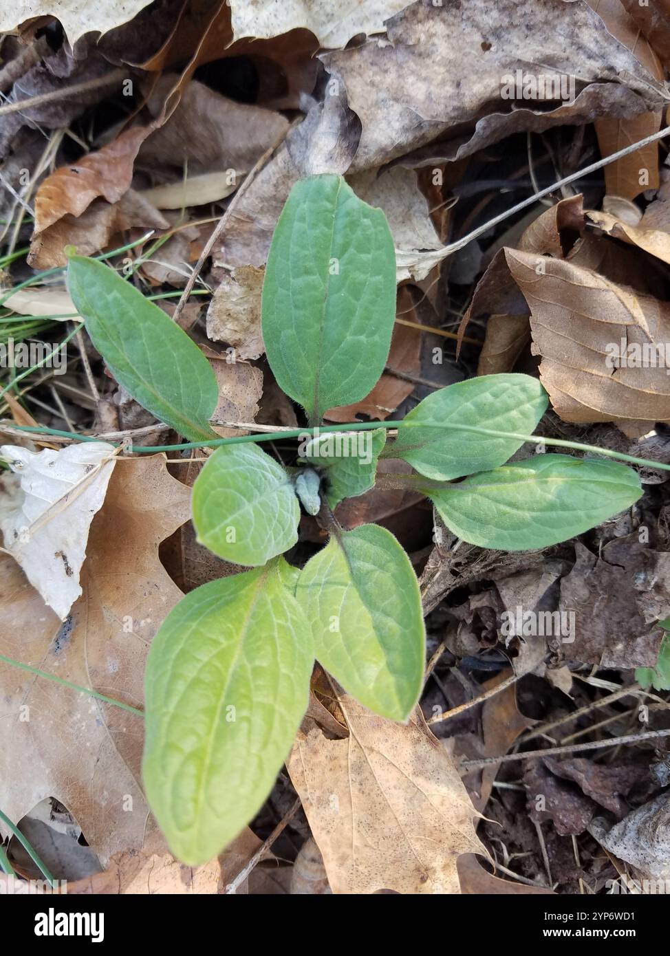virginia stickseed (Hackelia virginiana Stock Photo - Alamy