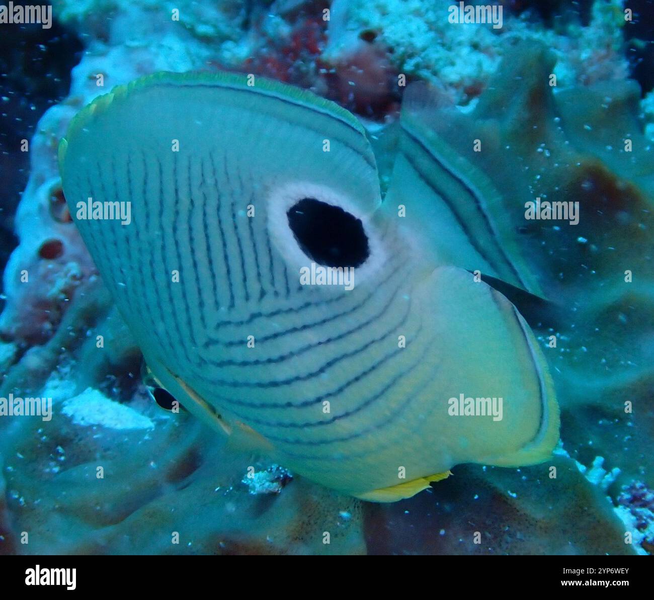 Four-eyed Butterflyfish (Chaetodon capistratus Stock Photo - Alamy