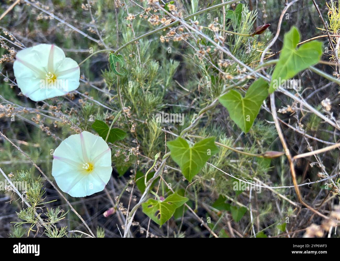 false bindweeds (Calystegia Stock Photo - Alamy