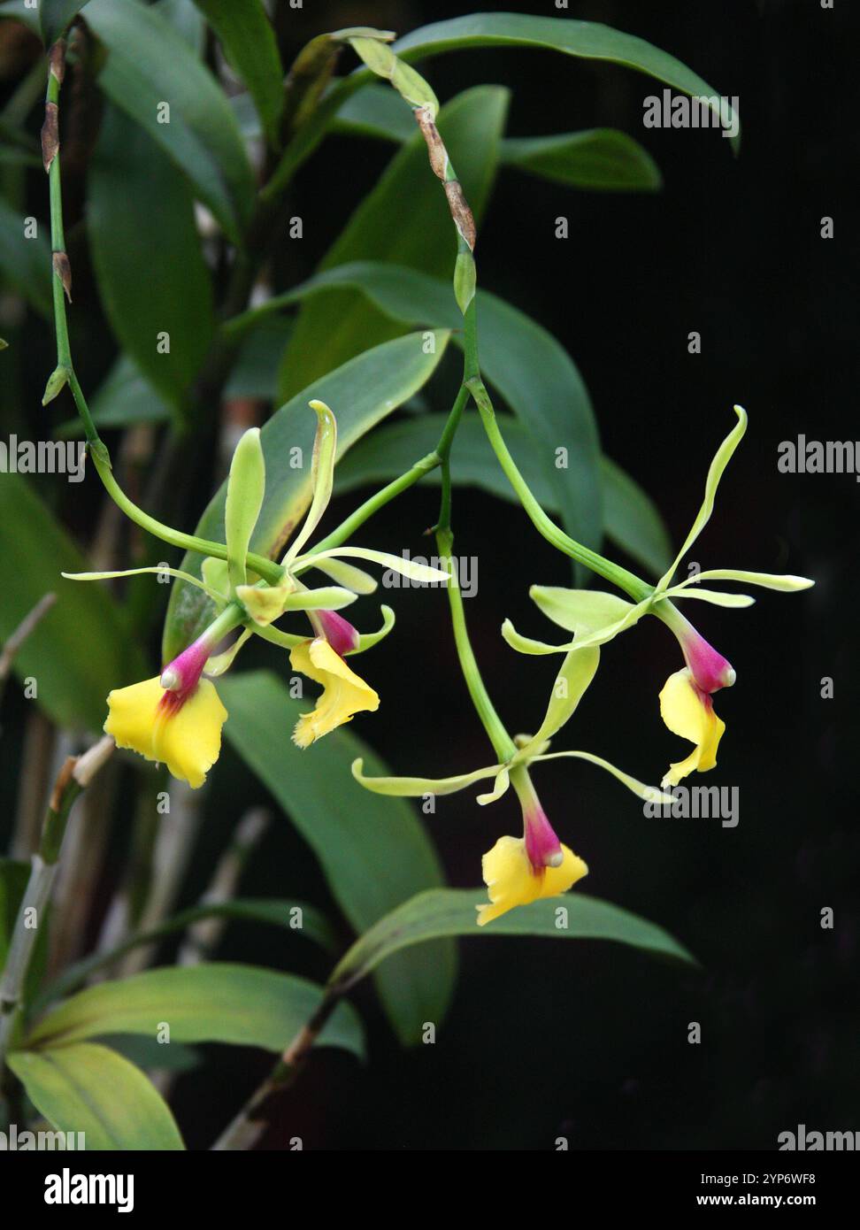 Epicattleya Orchid, "Rene Marques", Orchidaceae Stock Photo - Alamy