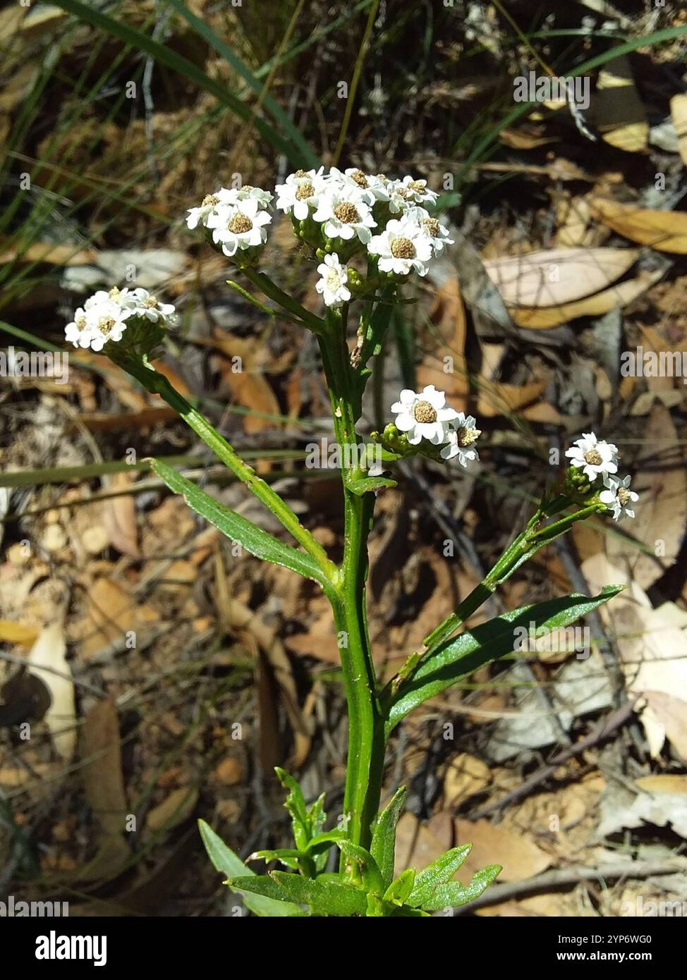 Fire Daisy (Ixodia achillaeoides alata Stock Photo - Alamy