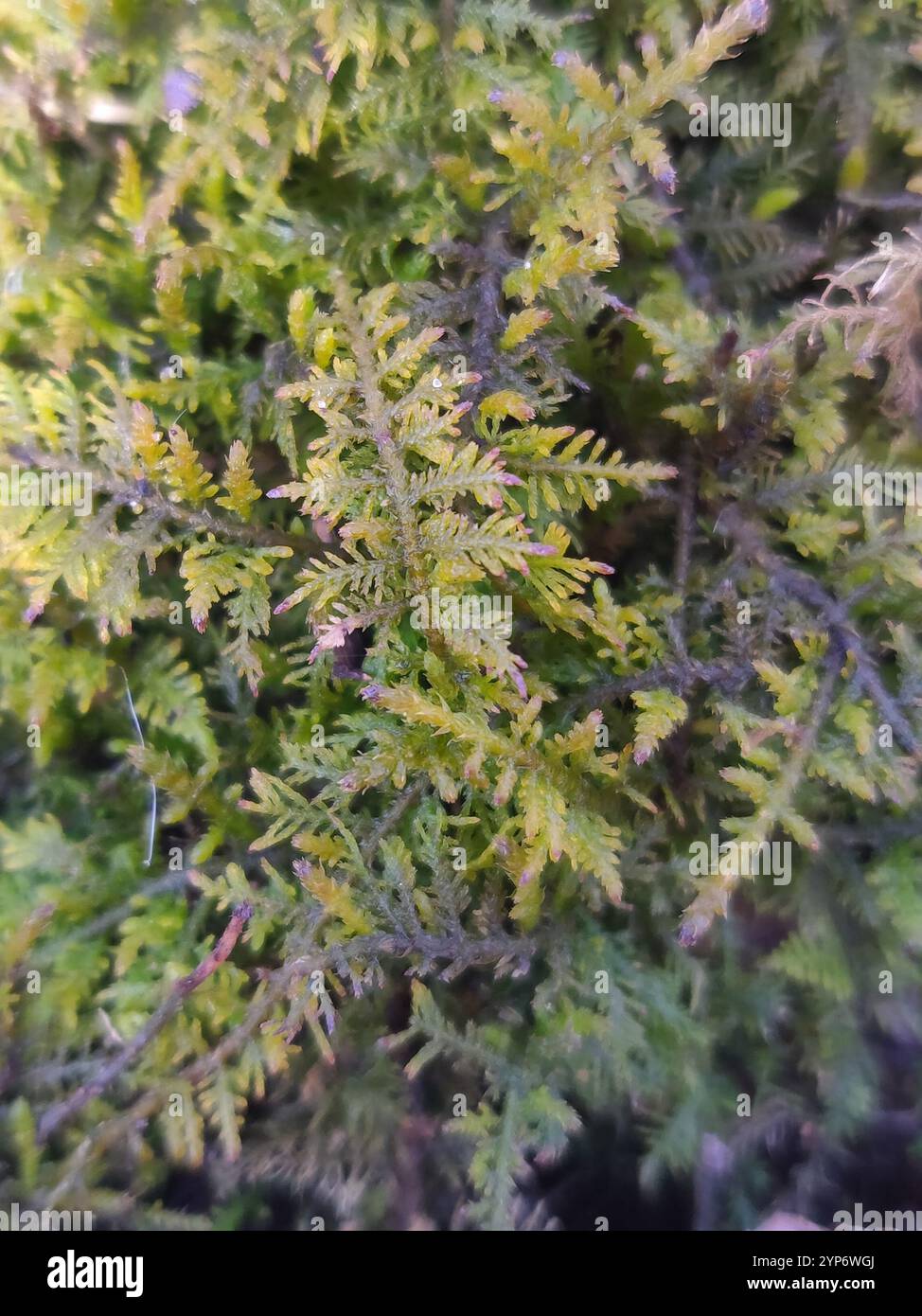 fern mosses (Thuidium Stock Photo - Alamy