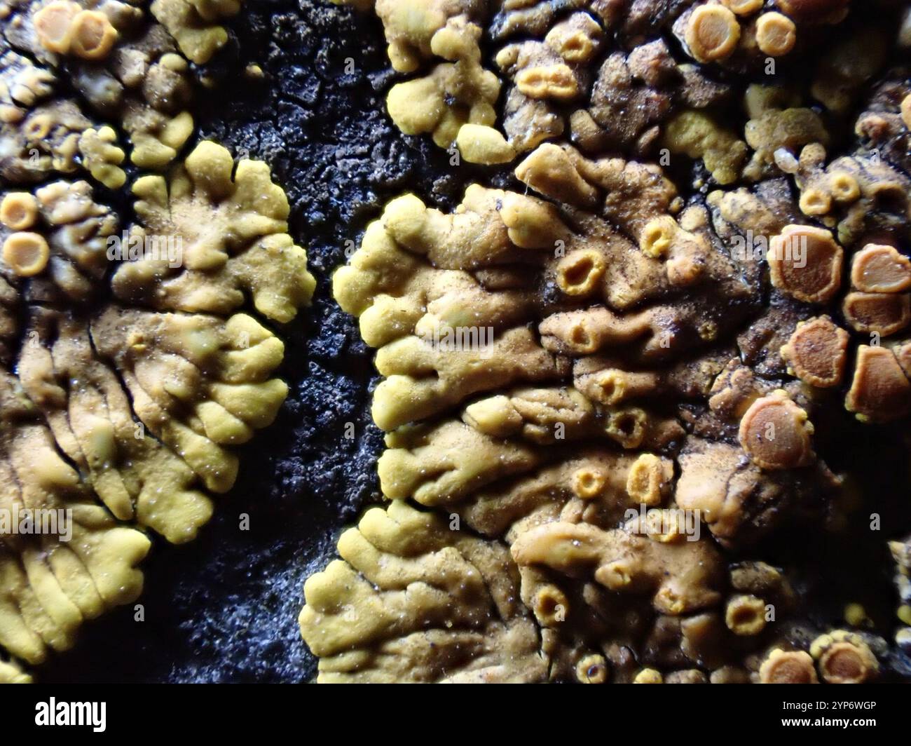 Limestone Lobed Firedot (Variospora flavescens Stock Photo - Alamy