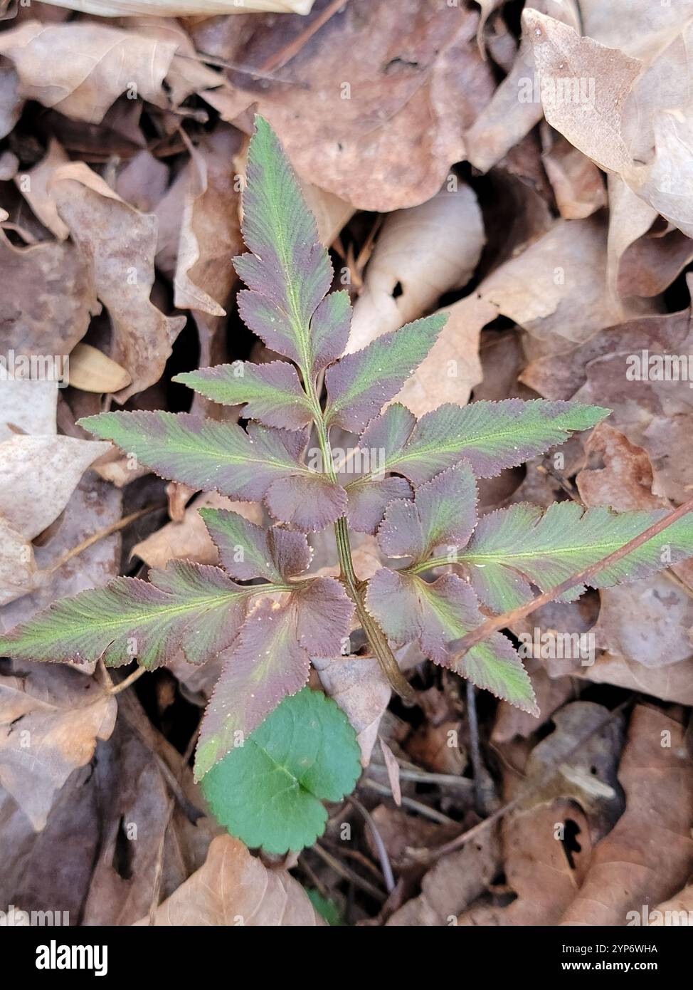 Cutleaf Grapefern (Sceptridium dissectum Stock Photo - Alamy