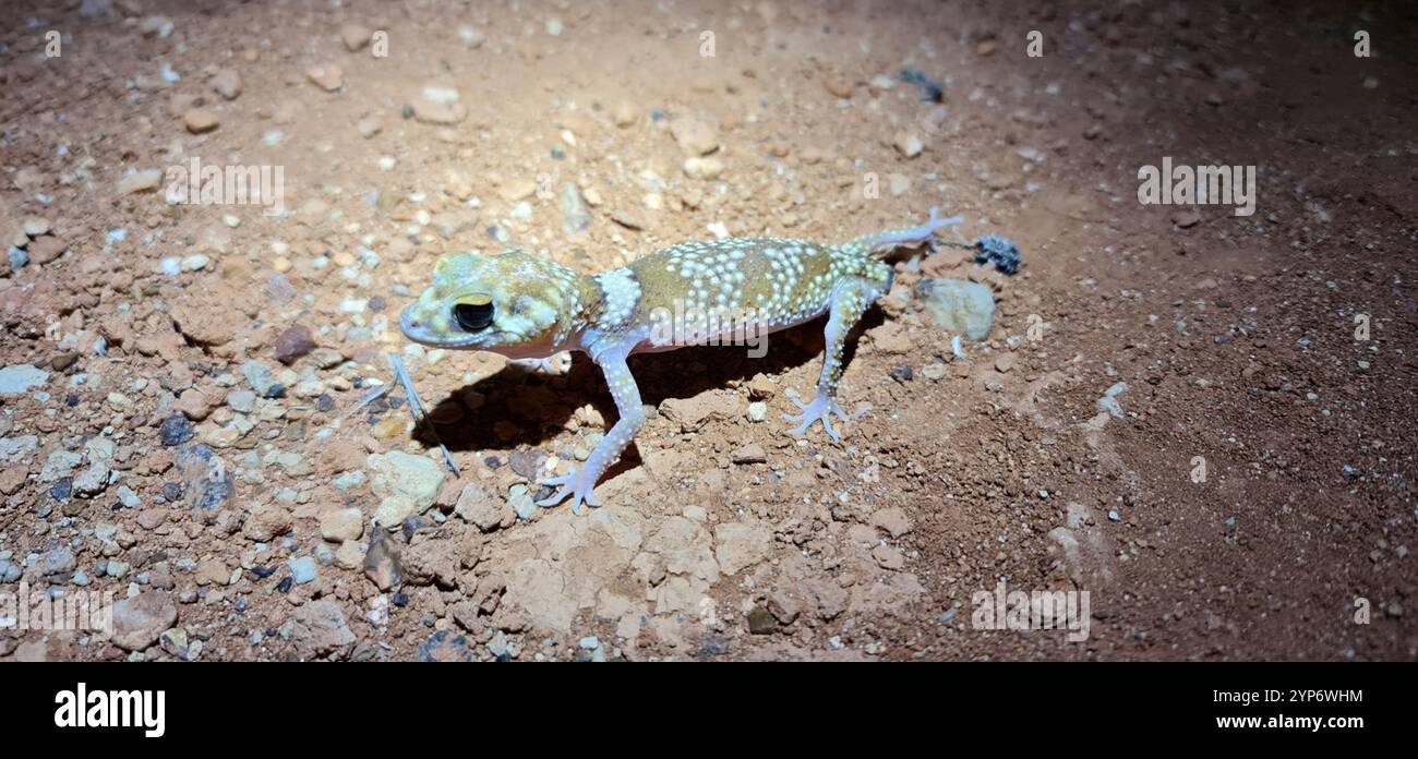 Thick-tailed Barking Gecko (Underwoodisaurus milii Stock Photo - Alamy