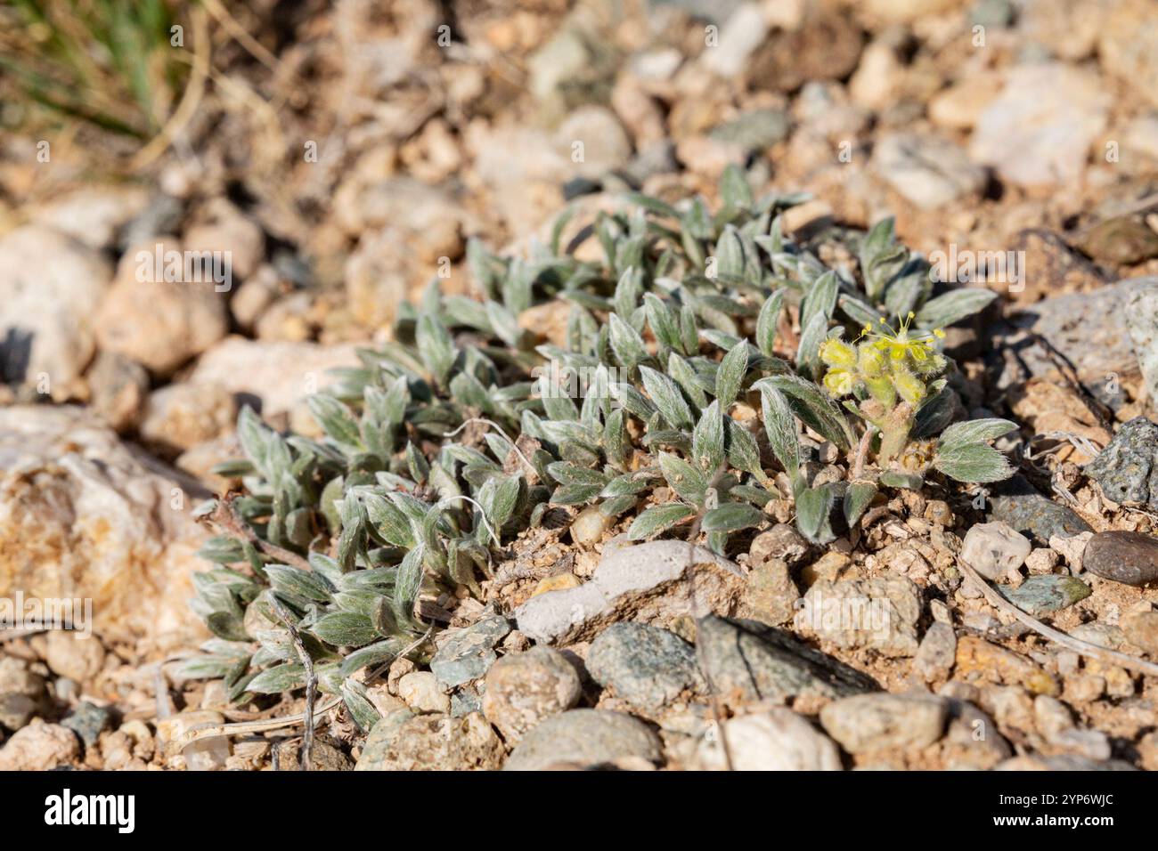 Colobum hi-res stock photography and images - Alamy