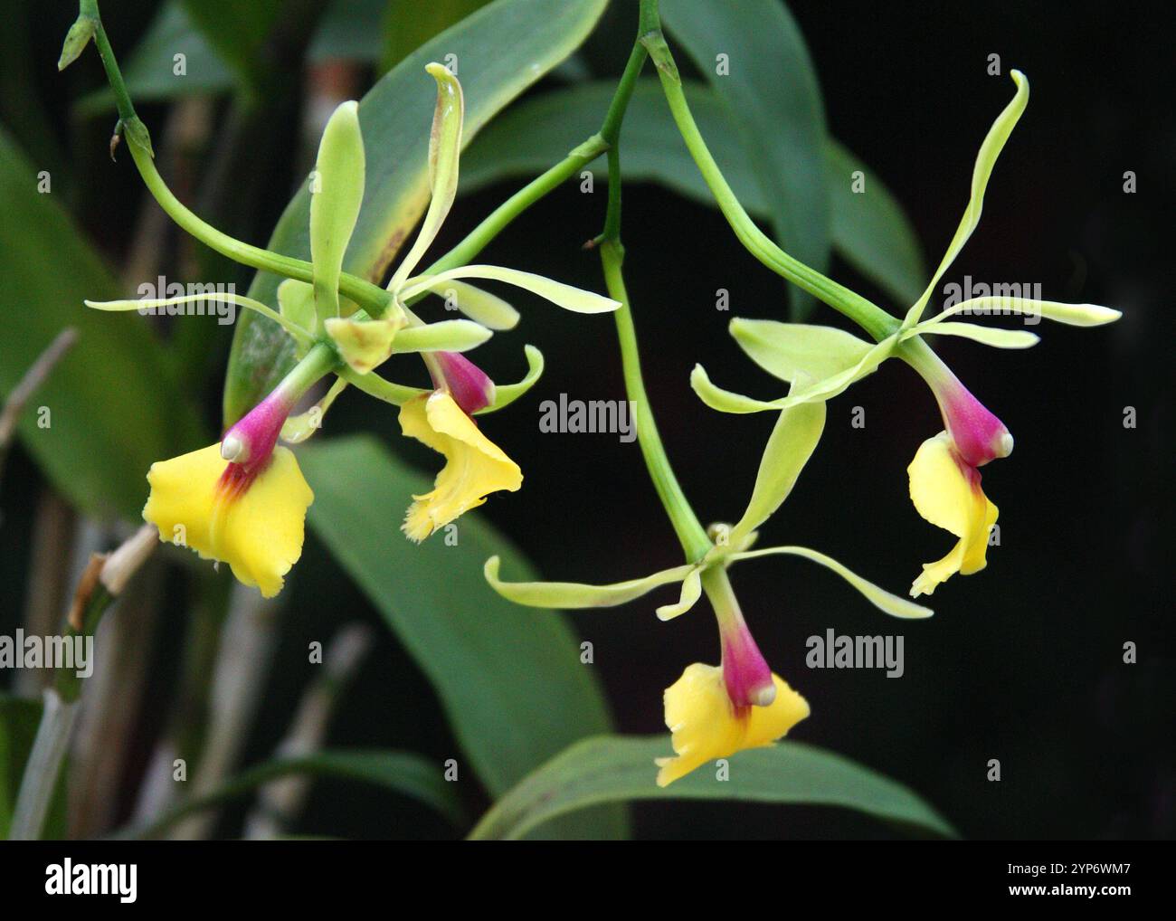 Epicattleya Orchid, "Rene Marques", Orchidaceae Stock Photo - Alamy